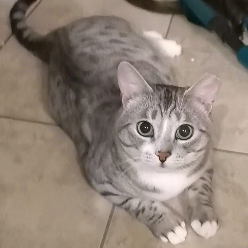 Котик в добрые руки