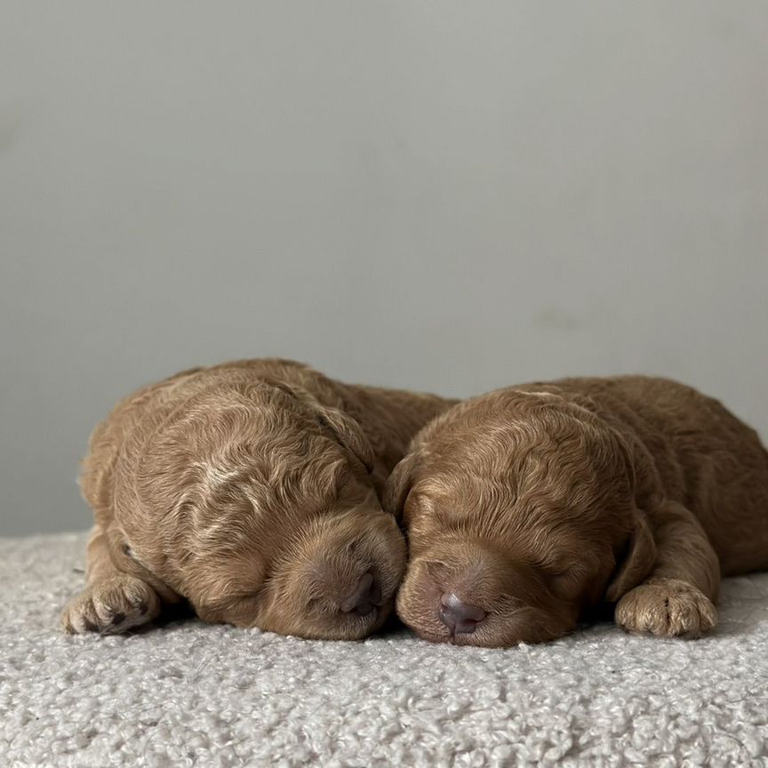 Лабрадудль щенки мини labradoodle mini
