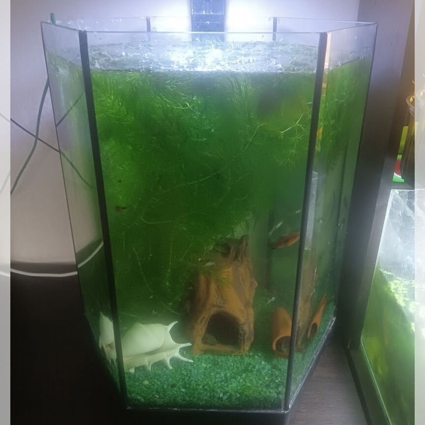 Аквариум акваэль