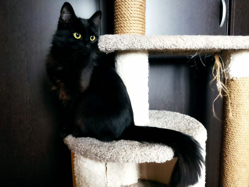 Чери кот в дар