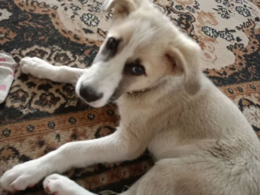 Щенок в добрые руки отдам бесплатно