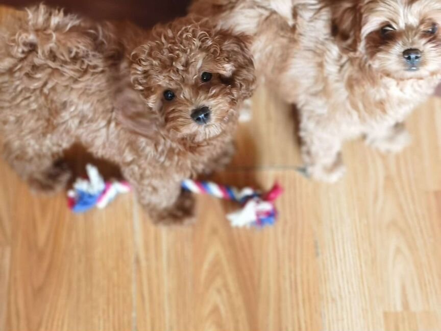 Мальтипу f2 Сабина