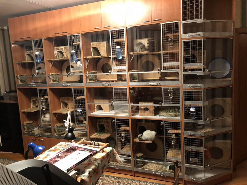 Витрина для шиншилл бу