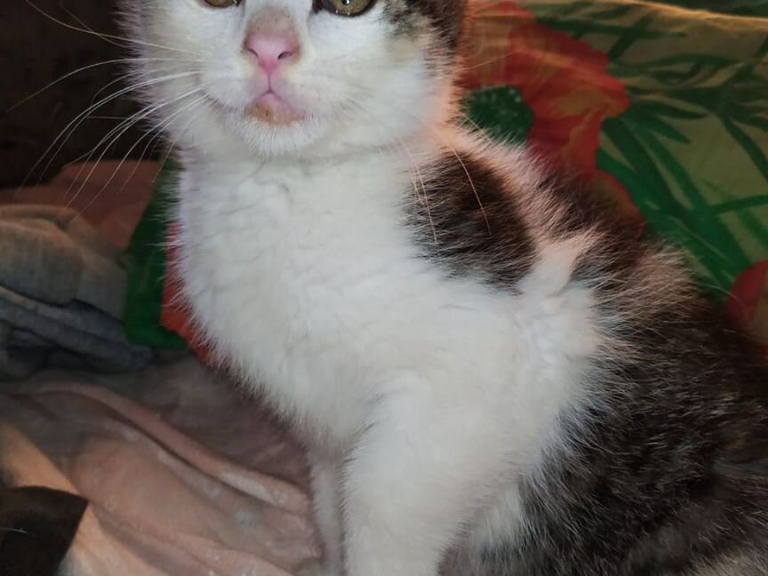 Котята в добрые руки мальчики