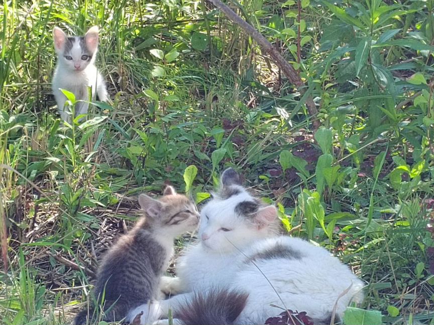 Котята в добрые руки
