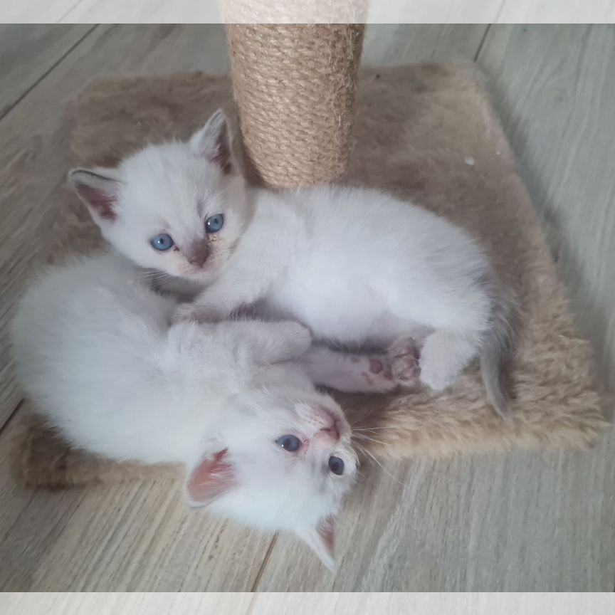 Британские котятки