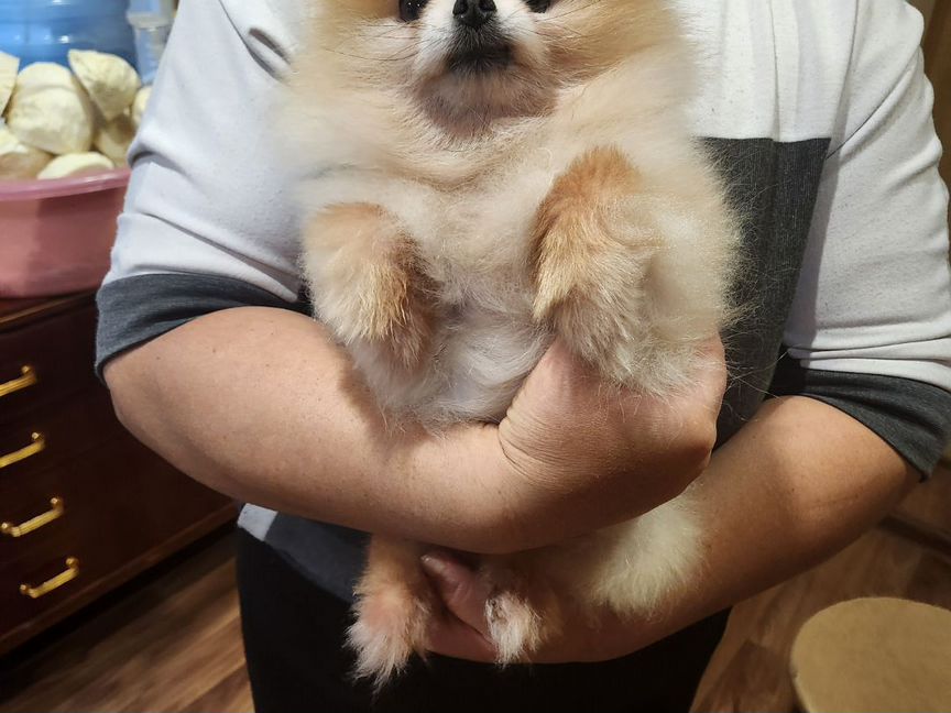 Померанский шпиц мини вязка