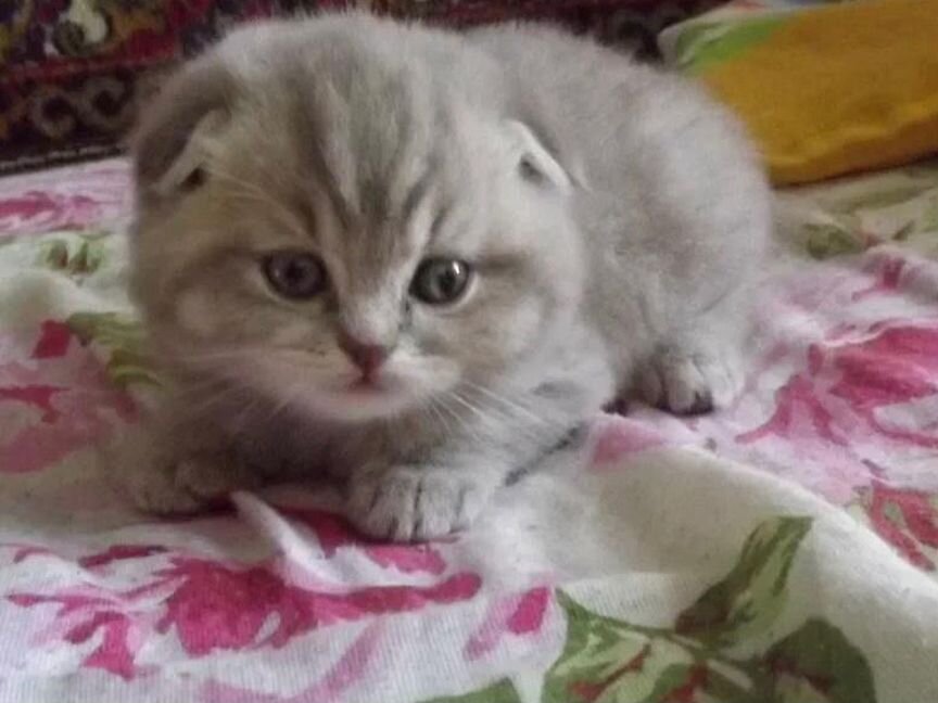 Шикарные шотландские мраморята