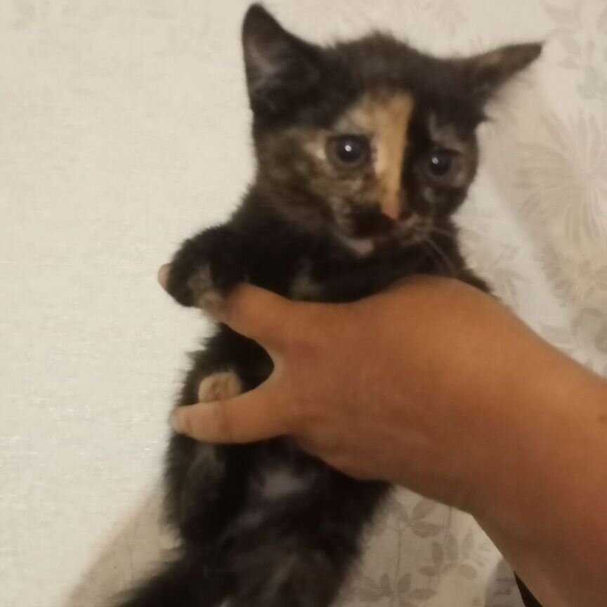 Кошечка