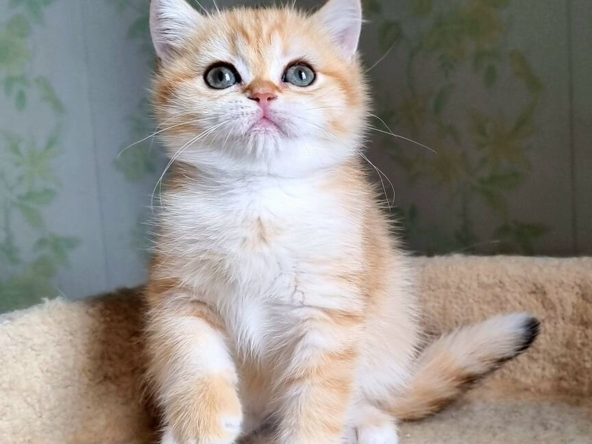 Золотуля