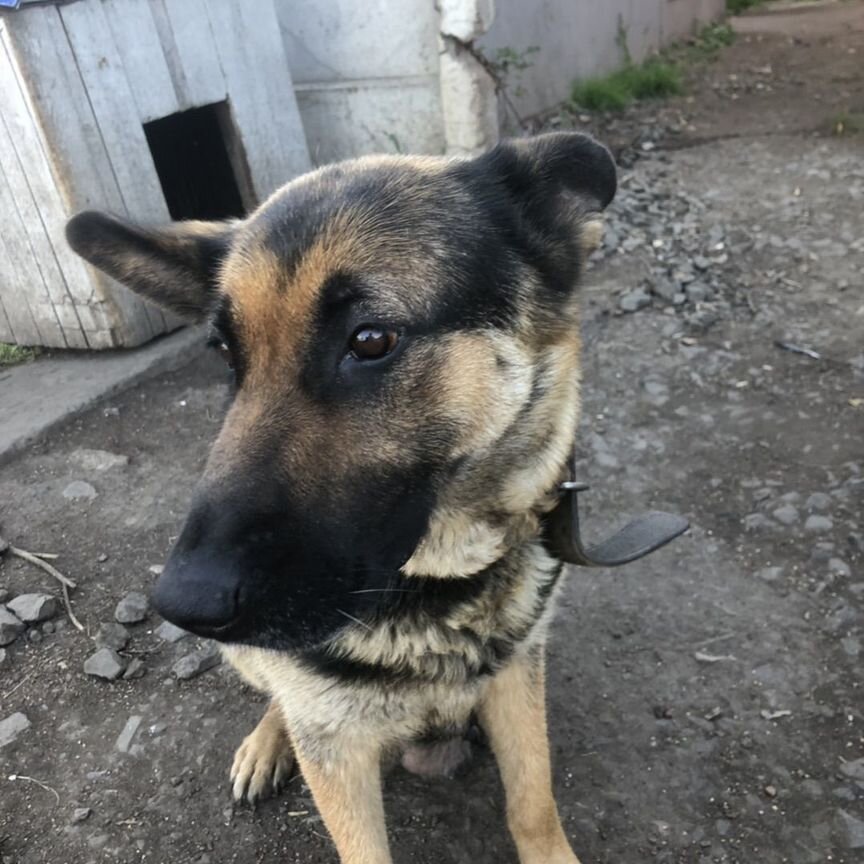 Маленькие овчарки