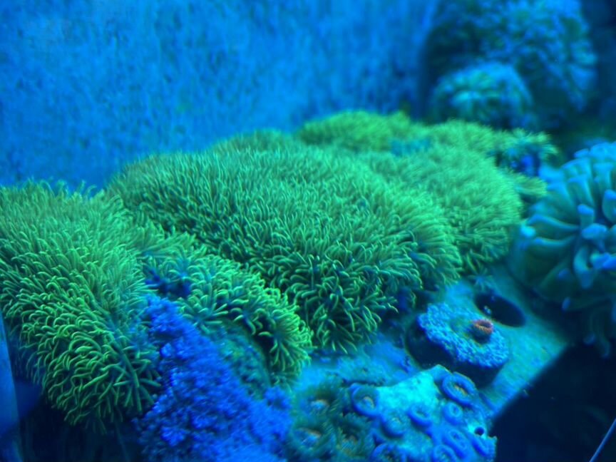 Мягкие кораллы, Бриариум кислотный, морской коралл