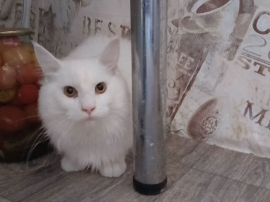 Кот майкун