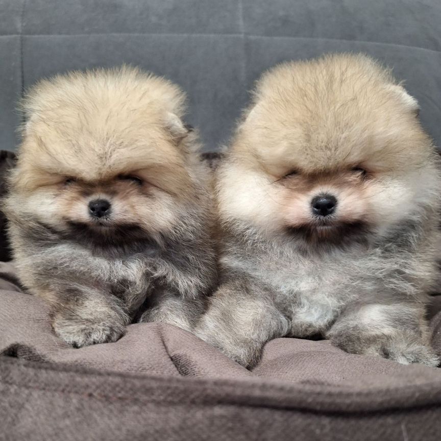 Померанский шпиц, щенок