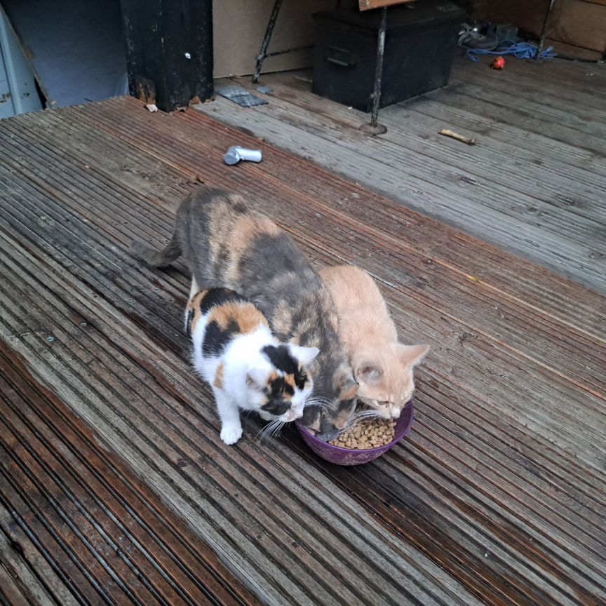 Котята в добрые руки бесплатно