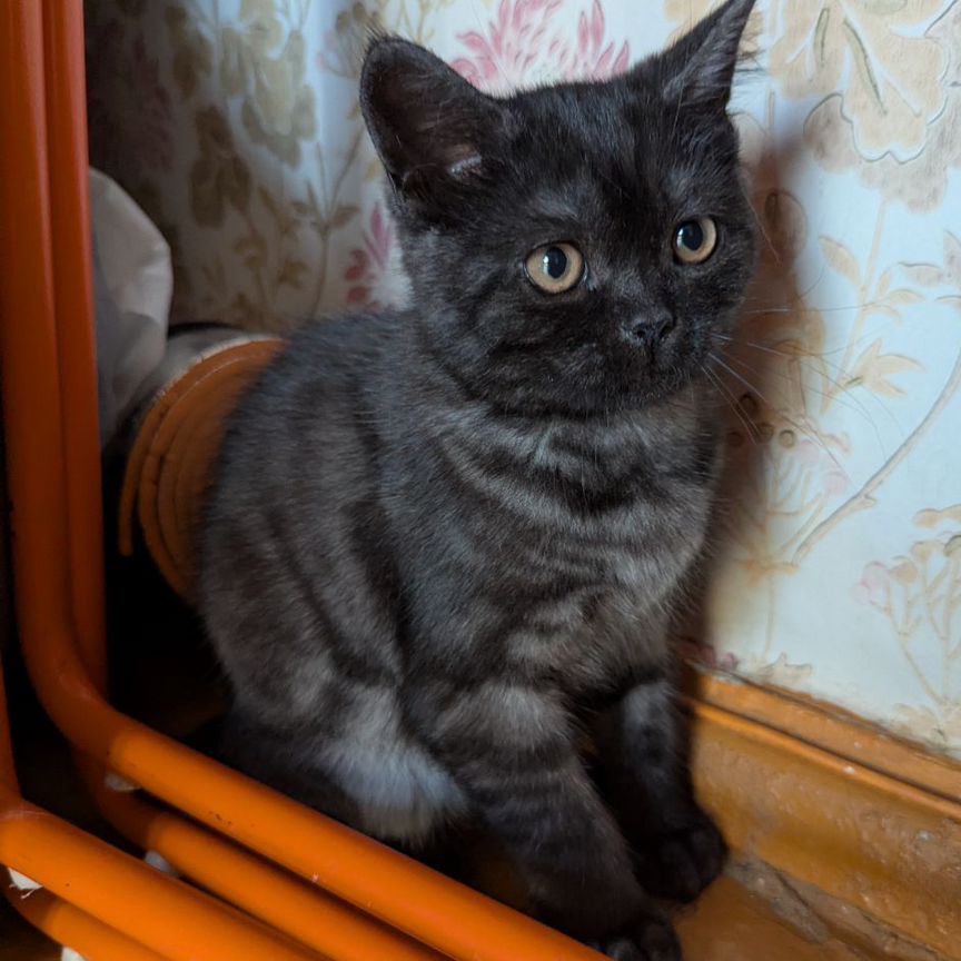 Кошечка дымчатая