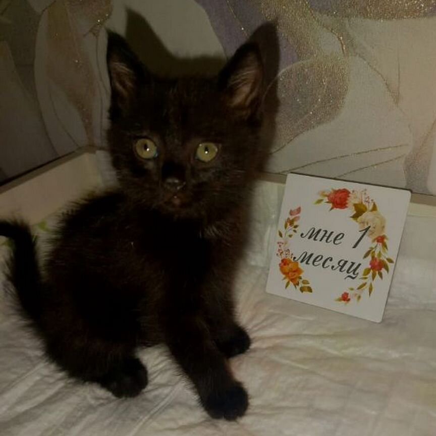 Котята
