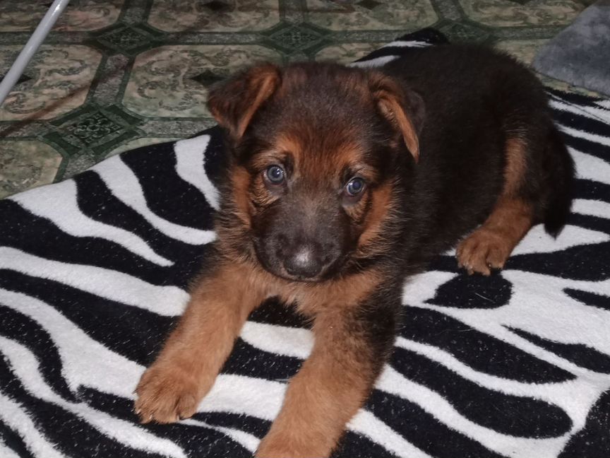 Немецкая овчарка