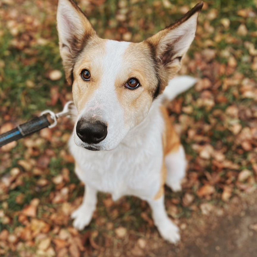 Луше очень нужен дом
