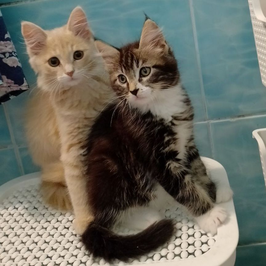 Отдам котят