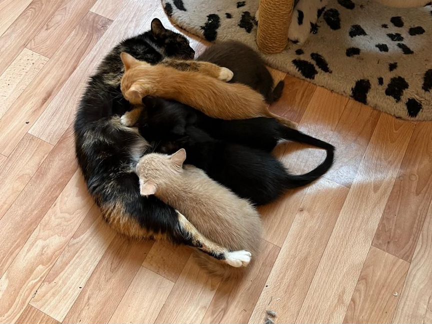 Котята в добрые руки