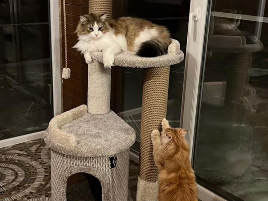 Домик - когтеточка, лежанка для котов(кошек) новый