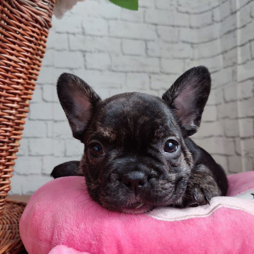 Французский бульдог щенки