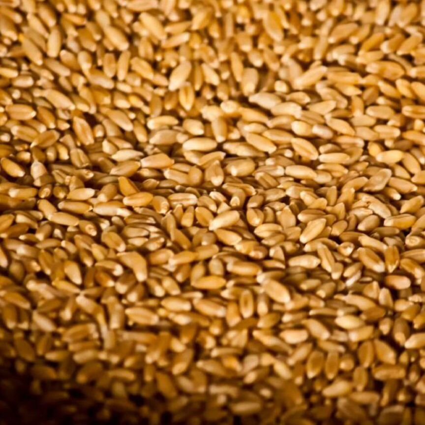 Зерно пшеница 3 класс