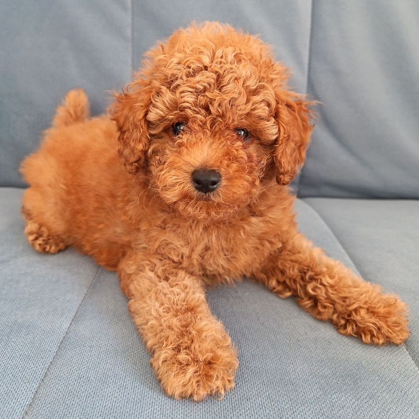 Той-пудель, щенок