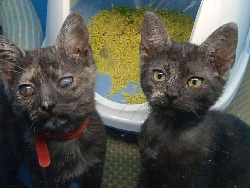 Котята котенок окраса черный дым