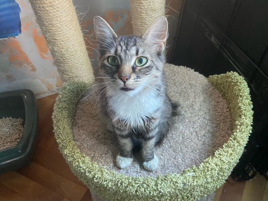 Кошечка Маришка