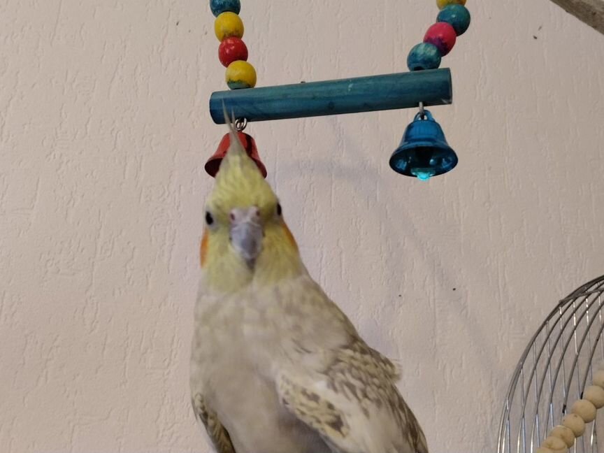 Попугай корелла