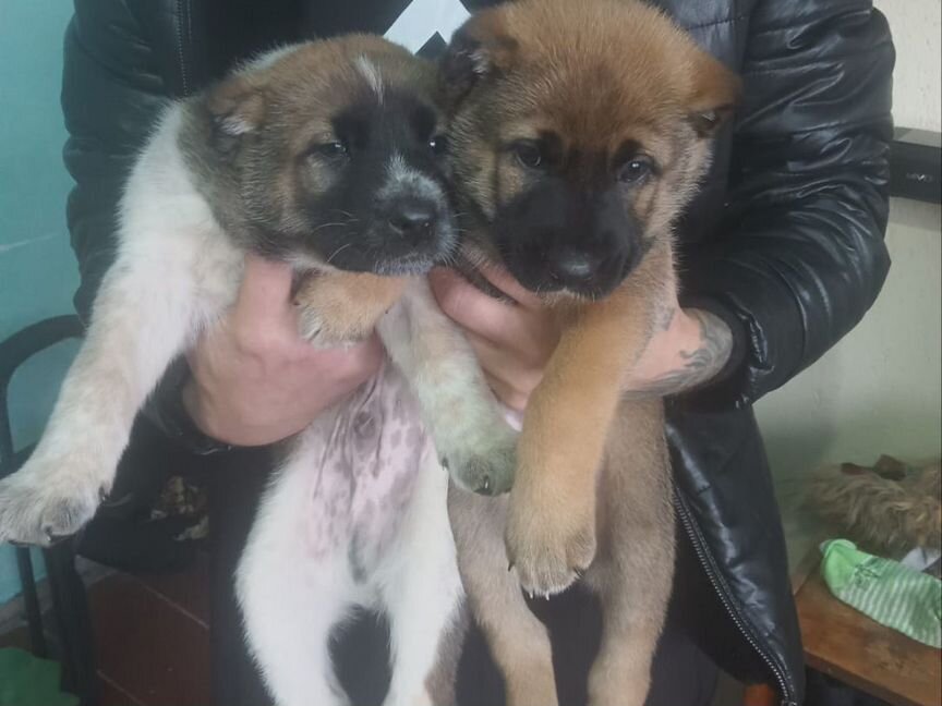 Отдам щенков в добрые руки бесплатно. Алабай