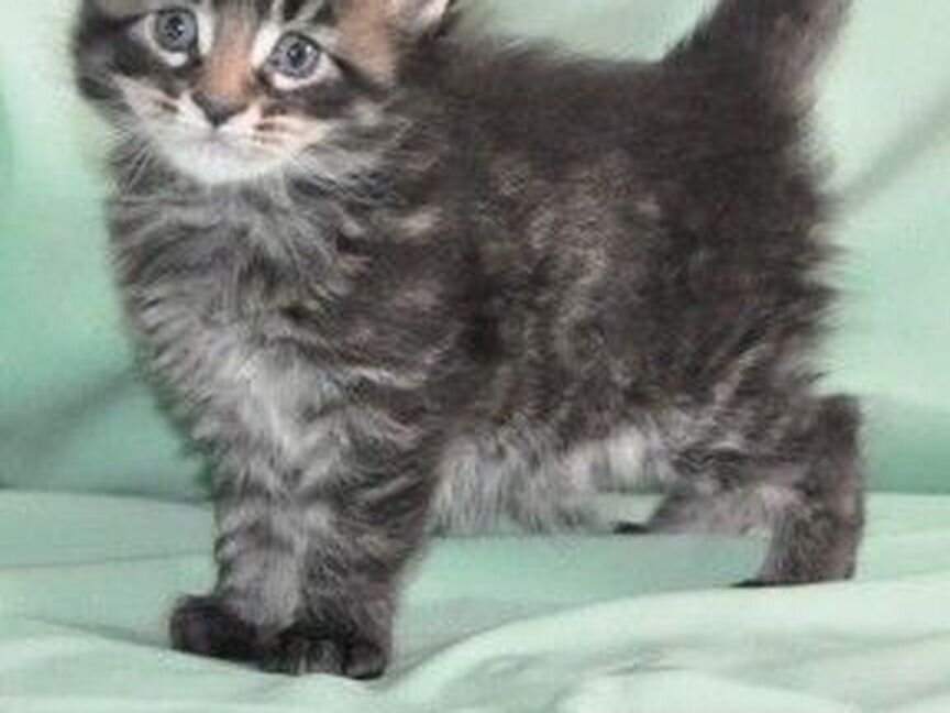 Милые пушистики