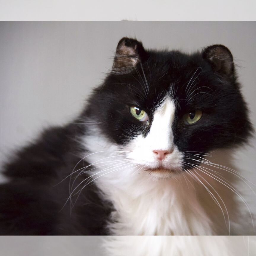 Взрослый кот из приюта