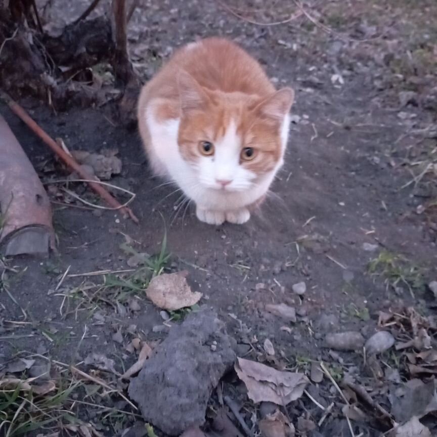 Кошечка