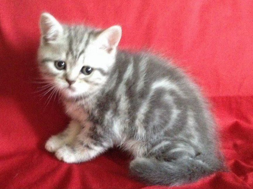 Шикарный Скоттиш страйт