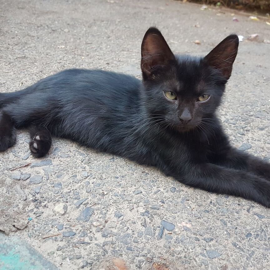 Чёрный кот