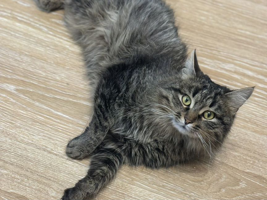 Кошка в дар бесплатно