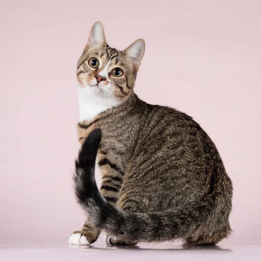 Красивейший молодой котик ищет дом