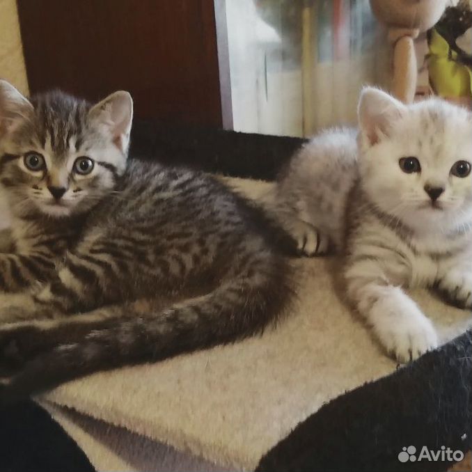 Замурчательное счастье
