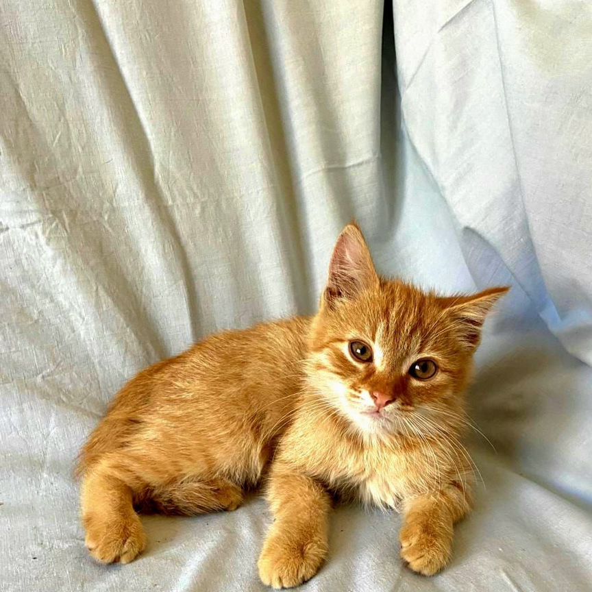 Солнечный котенок в дар