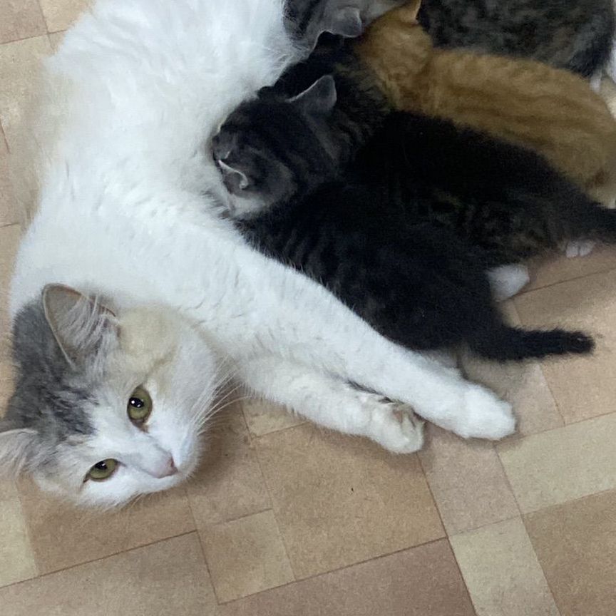 Котята в добрые руки