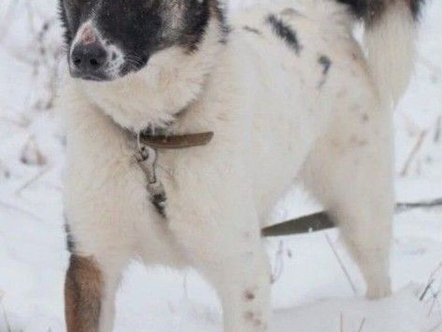 Аристократ нашего приюта