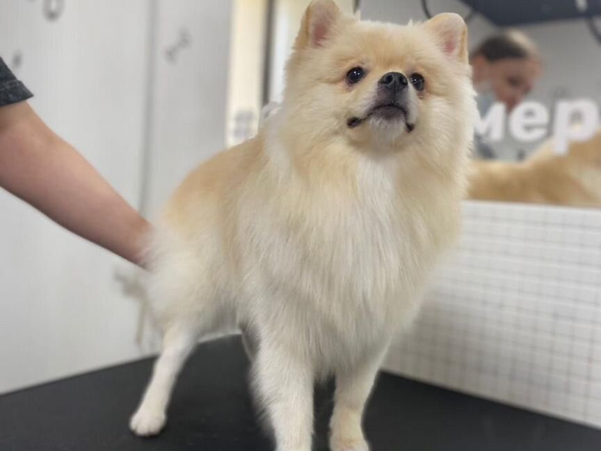 Померанский шпиц вязка