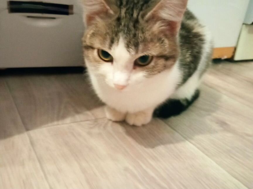 Кошка в дар бесплатно