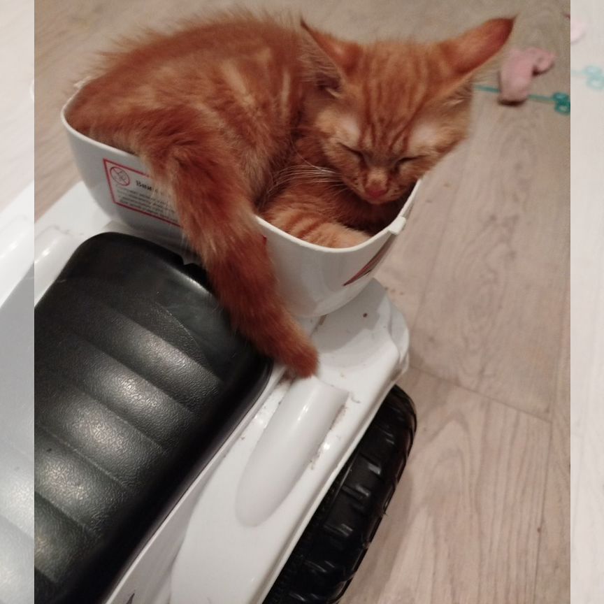 Рыжий котенок мальчик