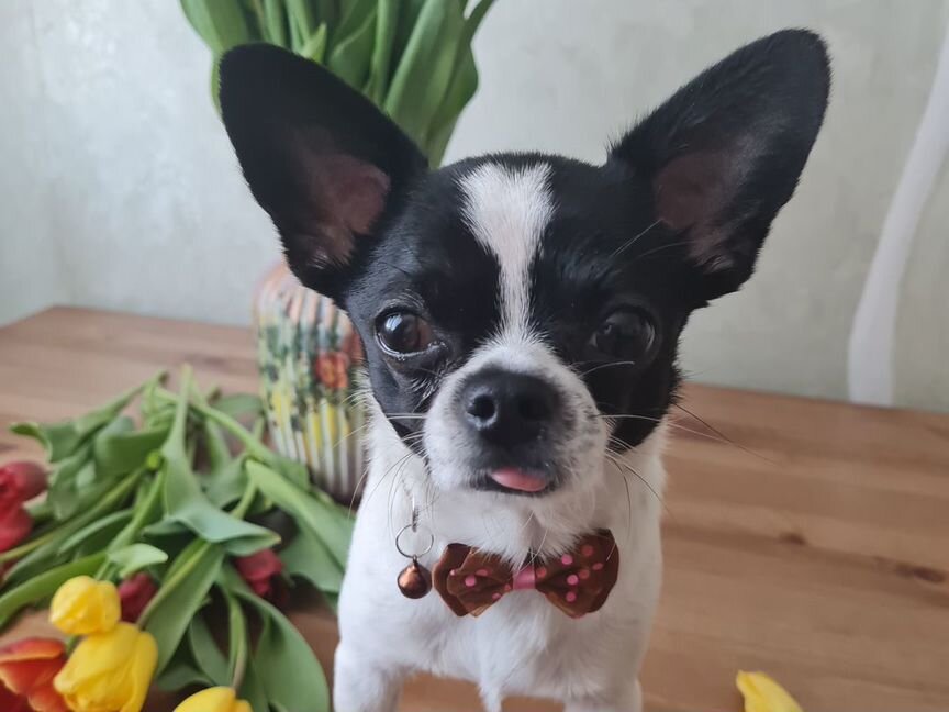 Вязка чихуахуа мальчик