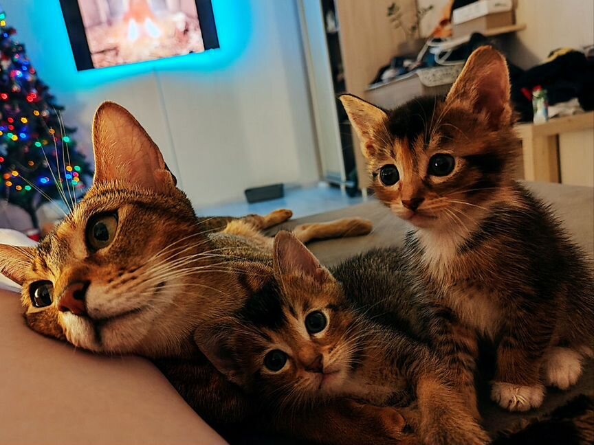 Котята в добрые руки