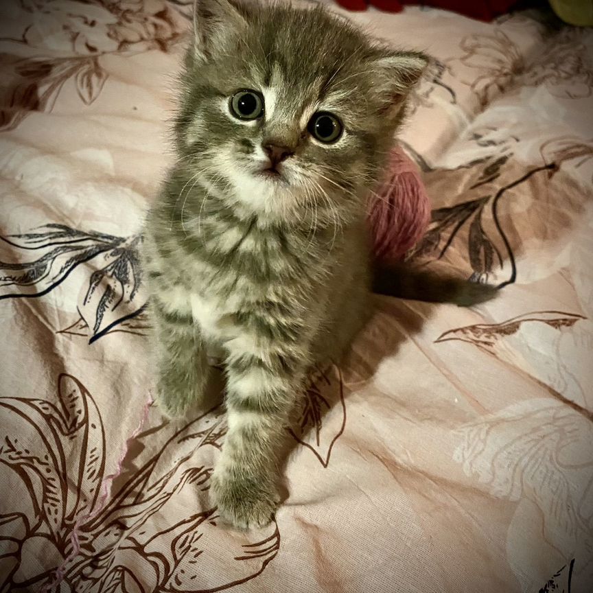 Котенок Буся